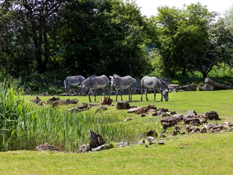 Things to Do in Wytheville VA| Ramada by Wyndham Wytheville